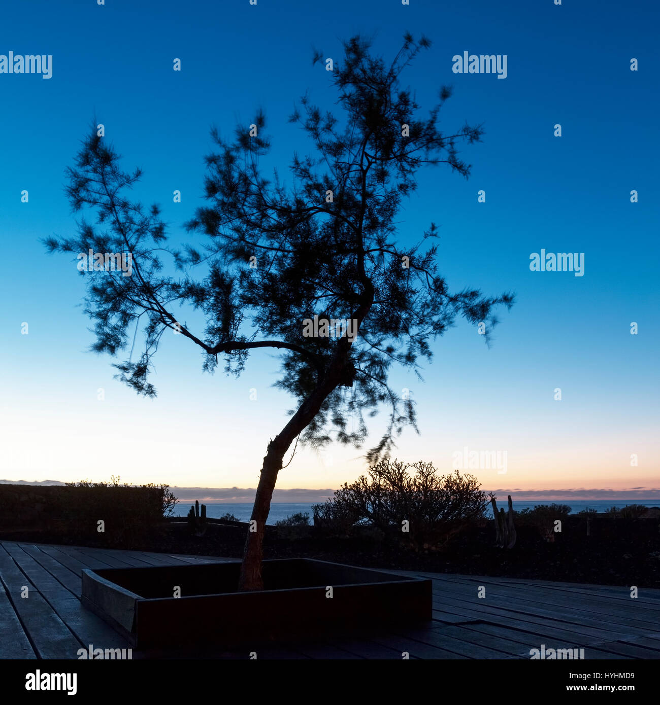 Tree with movement hi-res stock photography and images - Alamy