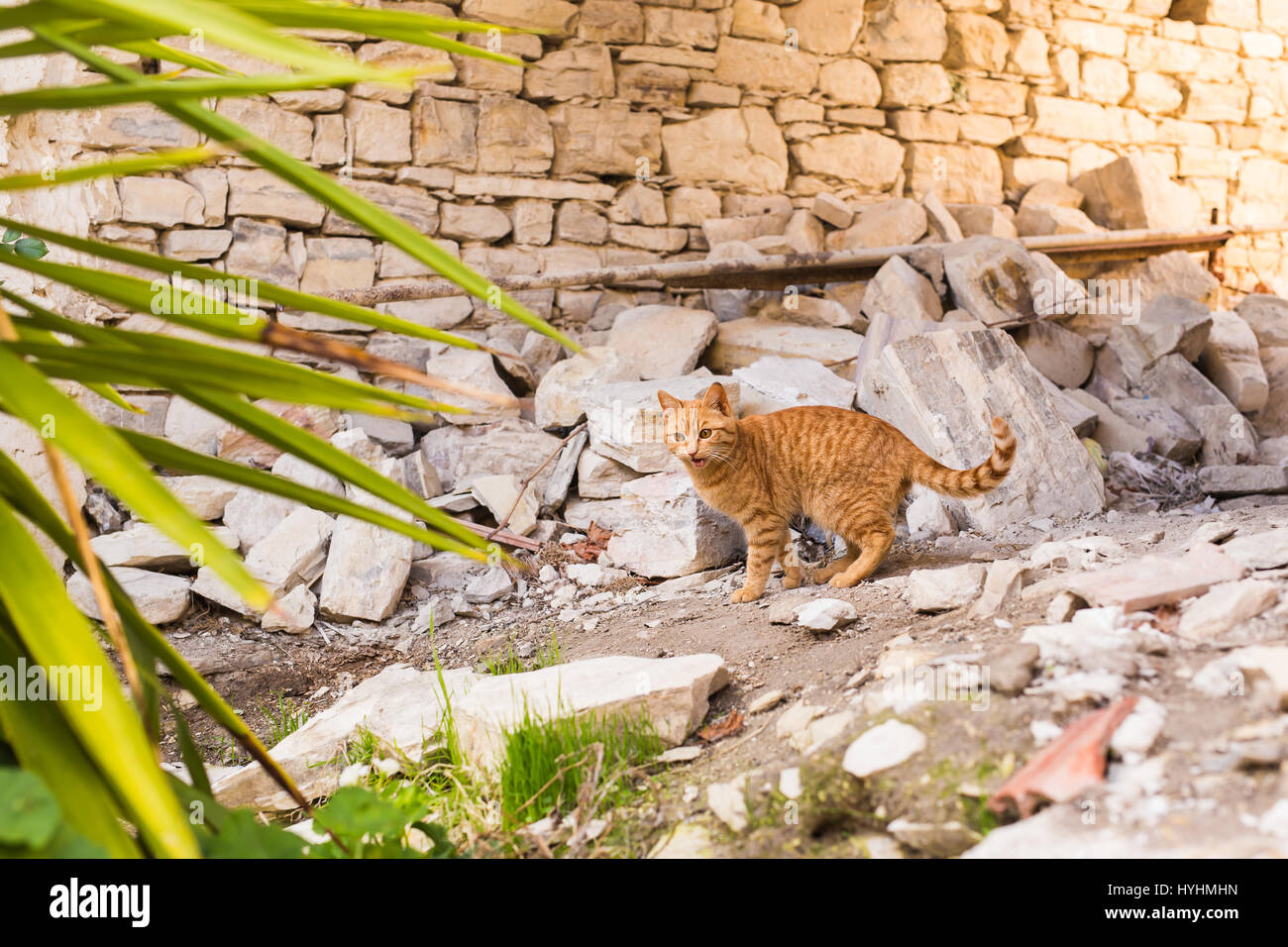 Cat walking on the street Stock Photo - Alamy