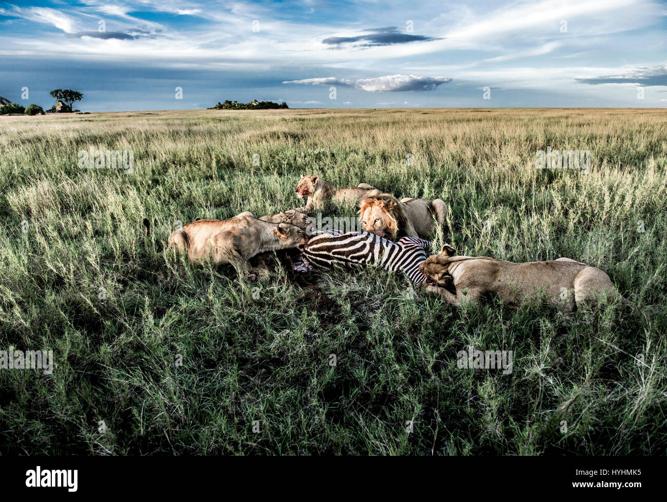 Male and female lions eating zebras in Serengeti National Park Stock ...