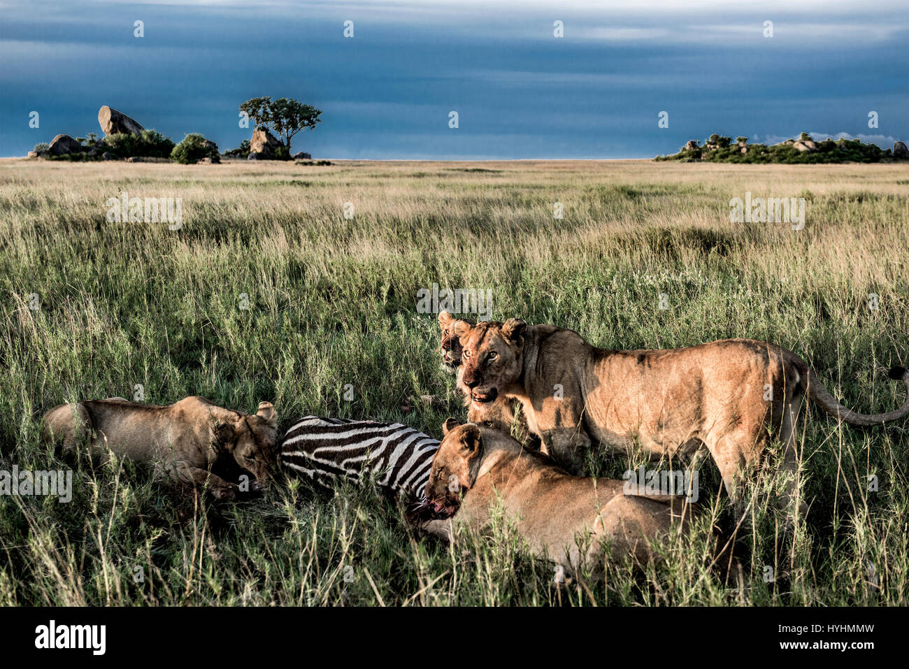 Lions Hunting Zebra Stock Photos & Lions Hunting Zebra Stock Images - Alamy