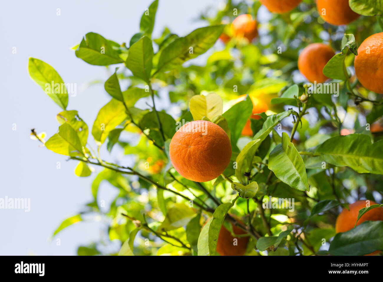 Orange tree with ripe fruits Stock Photo - Alamy