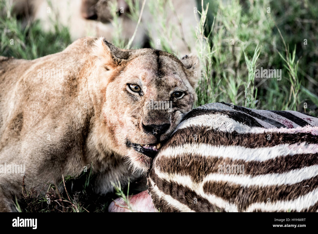 Lion Eating Zebra Alive