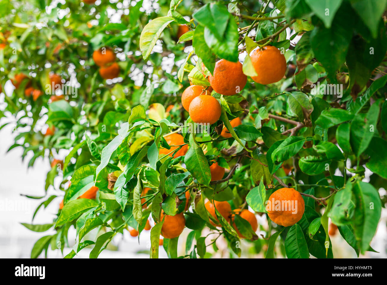 Orange tree with ripe fruits Stock Photo - Alamy