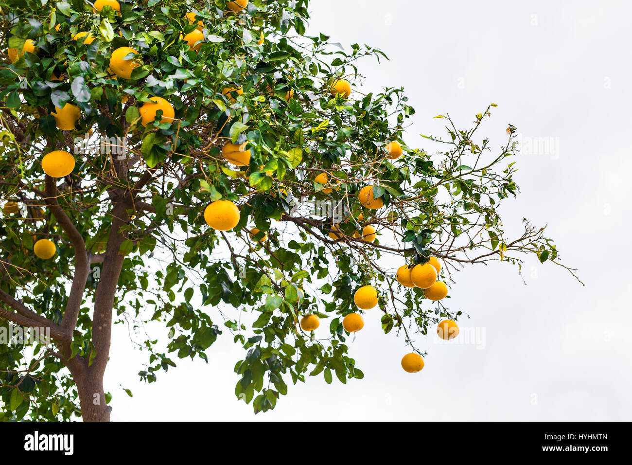 Orange tree with ripe fruits Stock Photo - Alamy