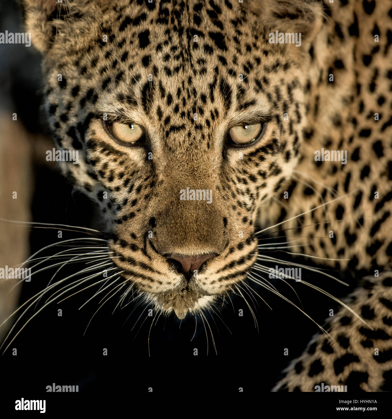 Serengeti leopard close up hi-res stock photography and images - Alamy