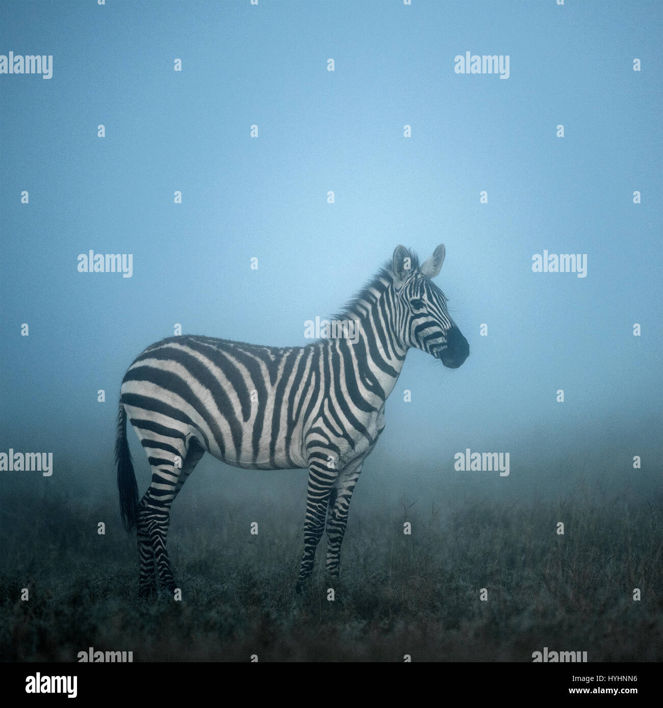 Zebra in the Morning mist, serengeti, Africa Stock Photo - Alamy
