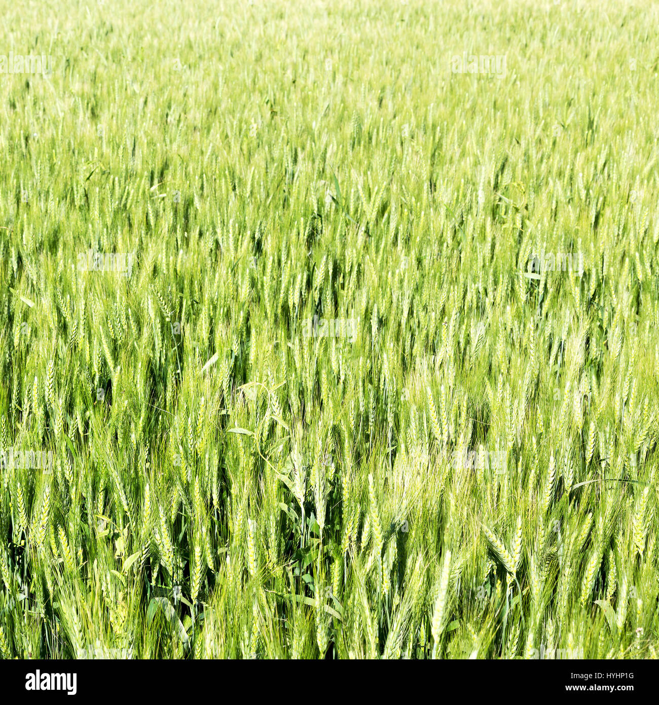 blur in iran cultivated farm grass and healty green natural wheat Stock ...
