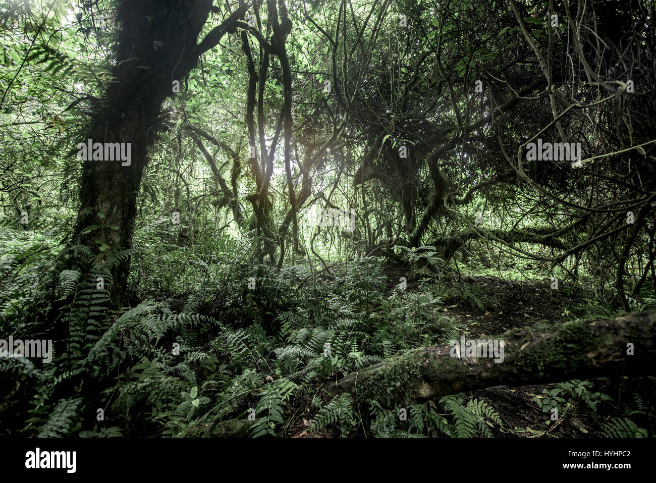 Old growth forest in Nord Kivu, DRC Stock Photo - Alamy