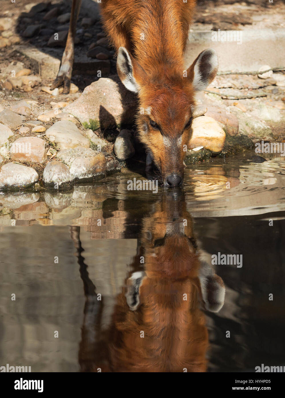 Sitatunga Antelope of practically amphibious customs Stock Photo - Alamy