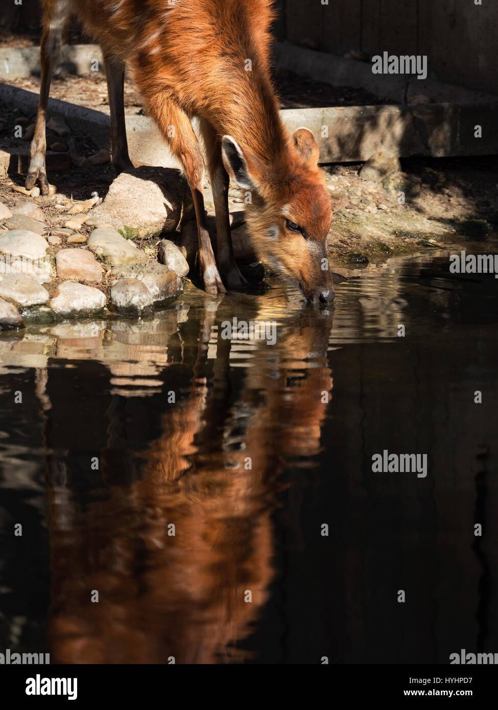 Sitatunga Antelope of practically amphibious customs Stock Photo - Alamy