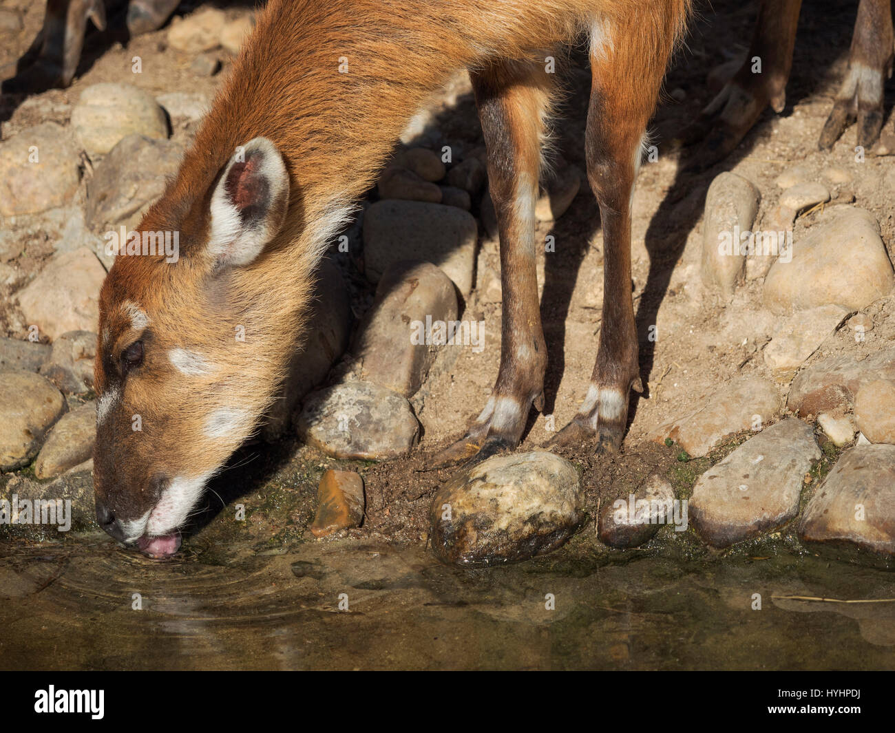 Sitatunga Antelope Stock Photos & Sitatunga Antelope Stock Images - Alamy
