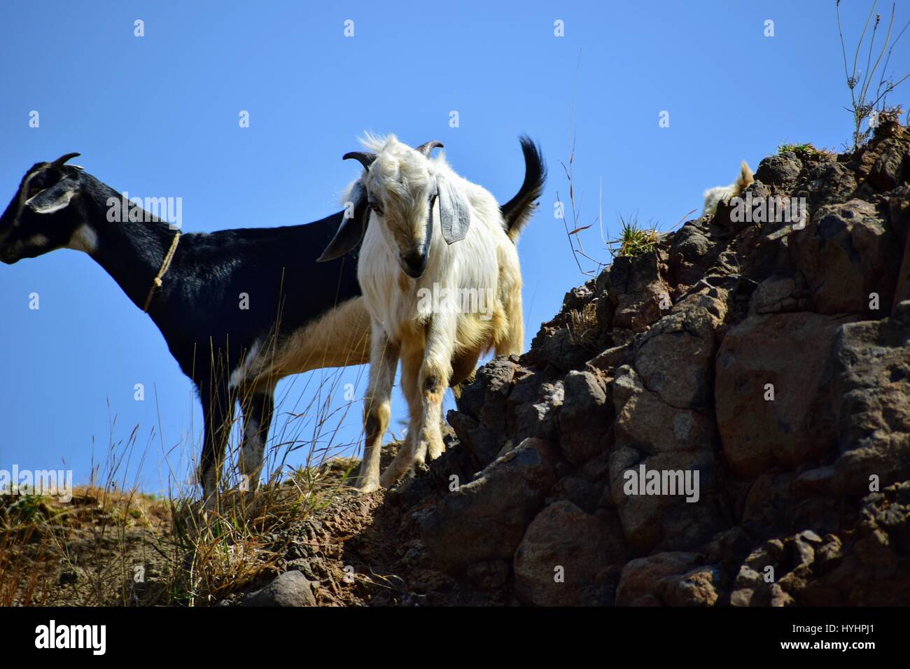 Berari hi-res stock photography and images - Alamy