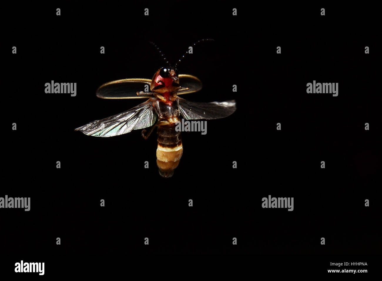 Firefly in flight Stock Photo - Alamy