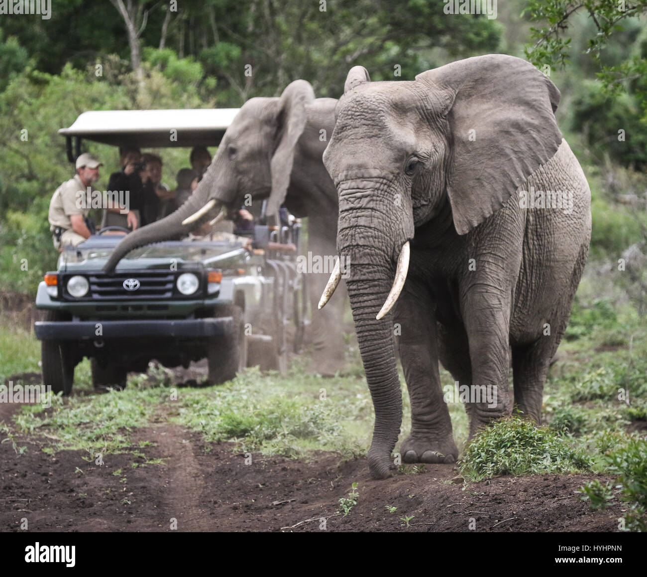 Elephants coming to see the guests Stock Photo - Alamy