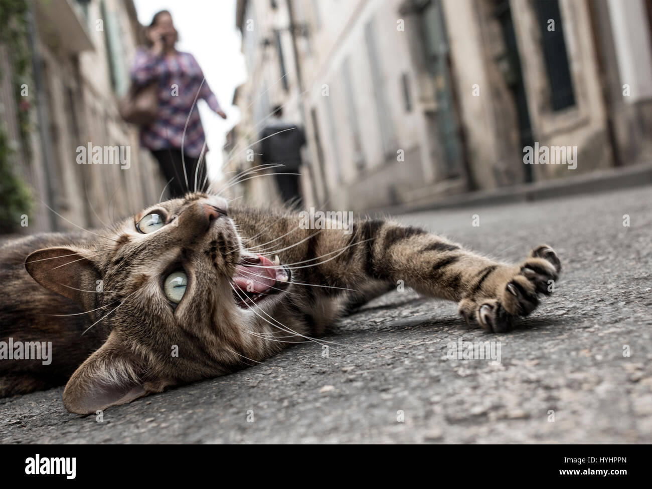 homeless cat on the ground down the street Stock Photo - Alamy