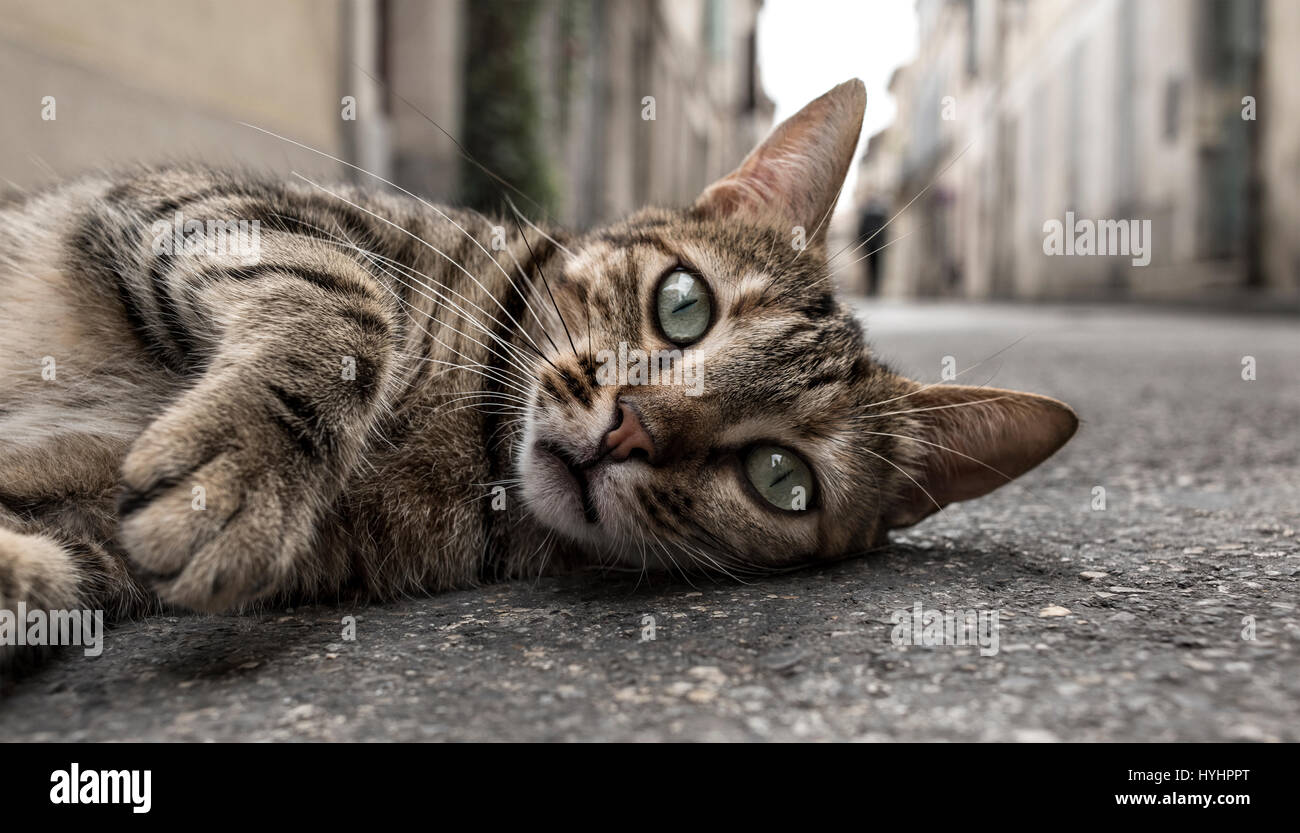 homeless cat on the ground down the street Stock Photo - Alamy