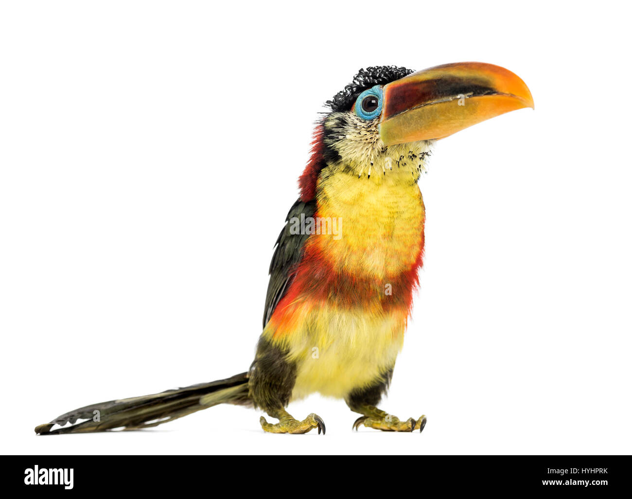 Curl crested aracari hi-res stock photography and images - Alamy