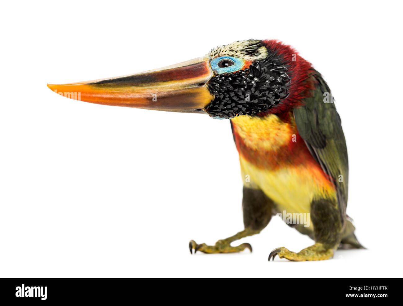 Flipping bird hi-res stock photography and images - Alamy