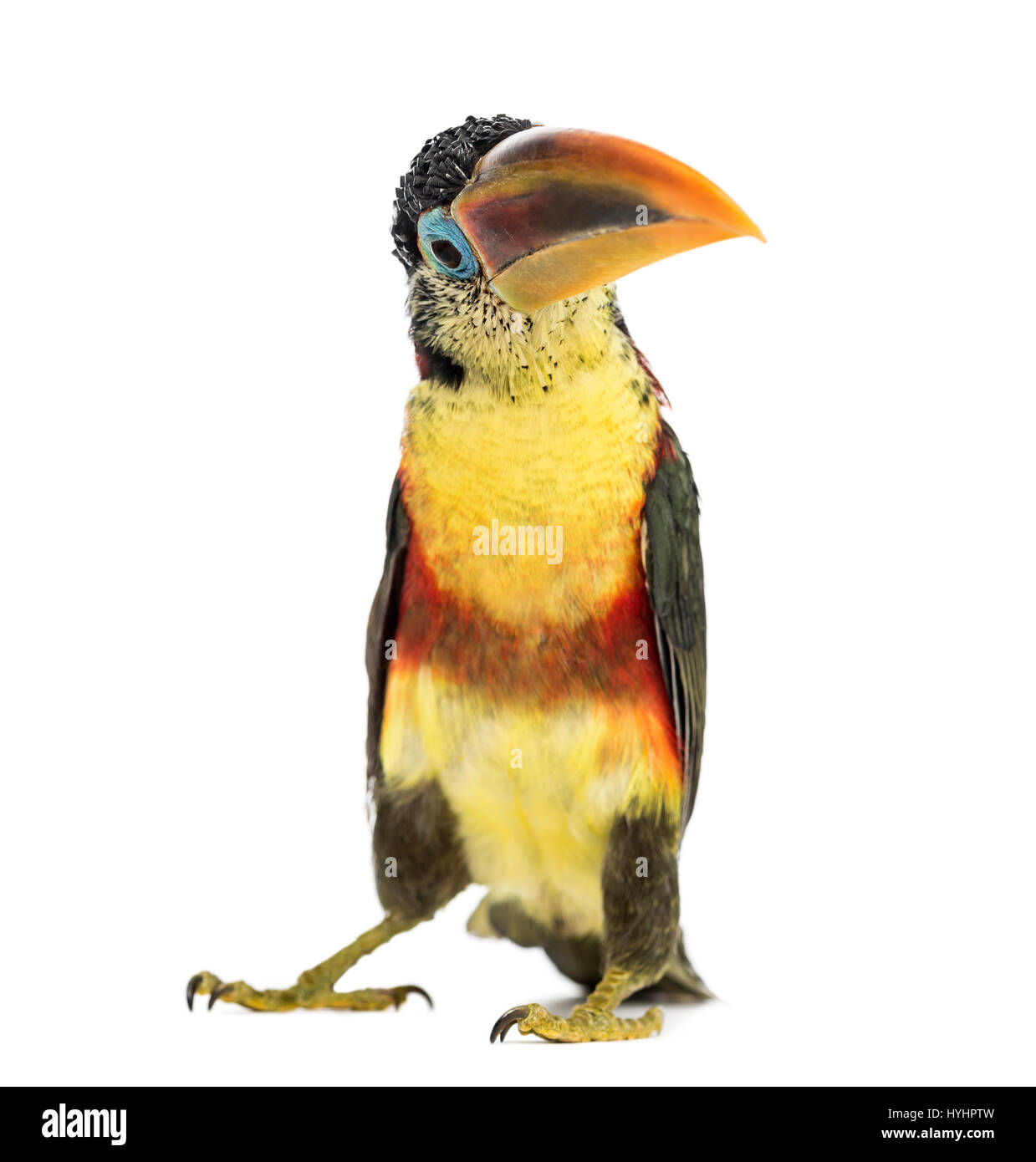 Curl crested aracari hi-res stock photography and images - Alamy