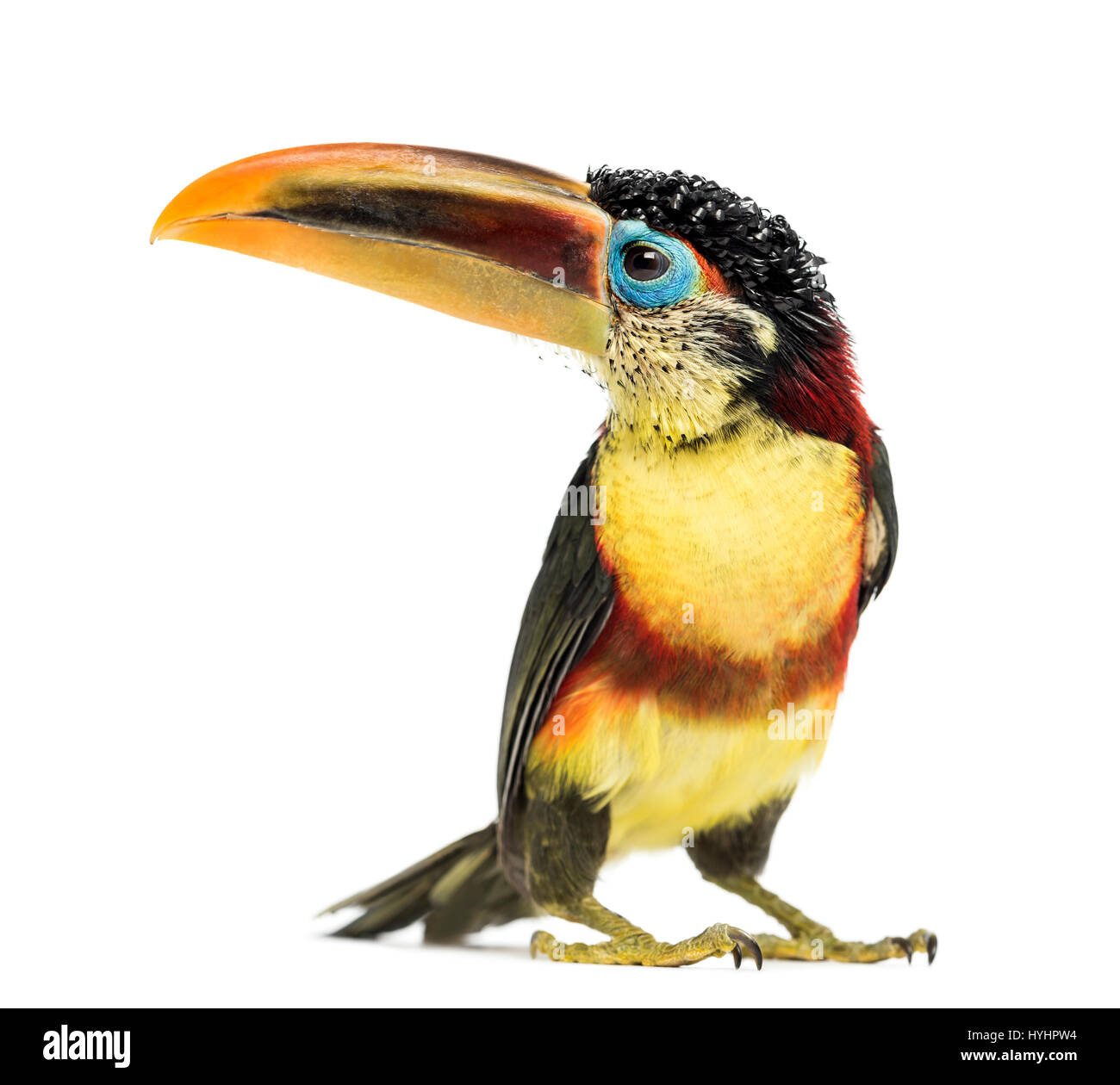 Curl-crested aracari, isolated on white Stock Photo - Alamy