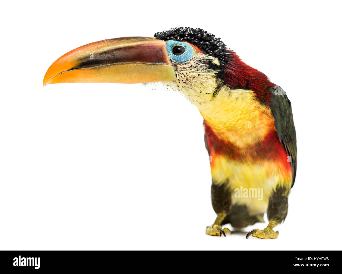 Curl Crested Aracari High Resolution Stock Photography and Images - Alamy