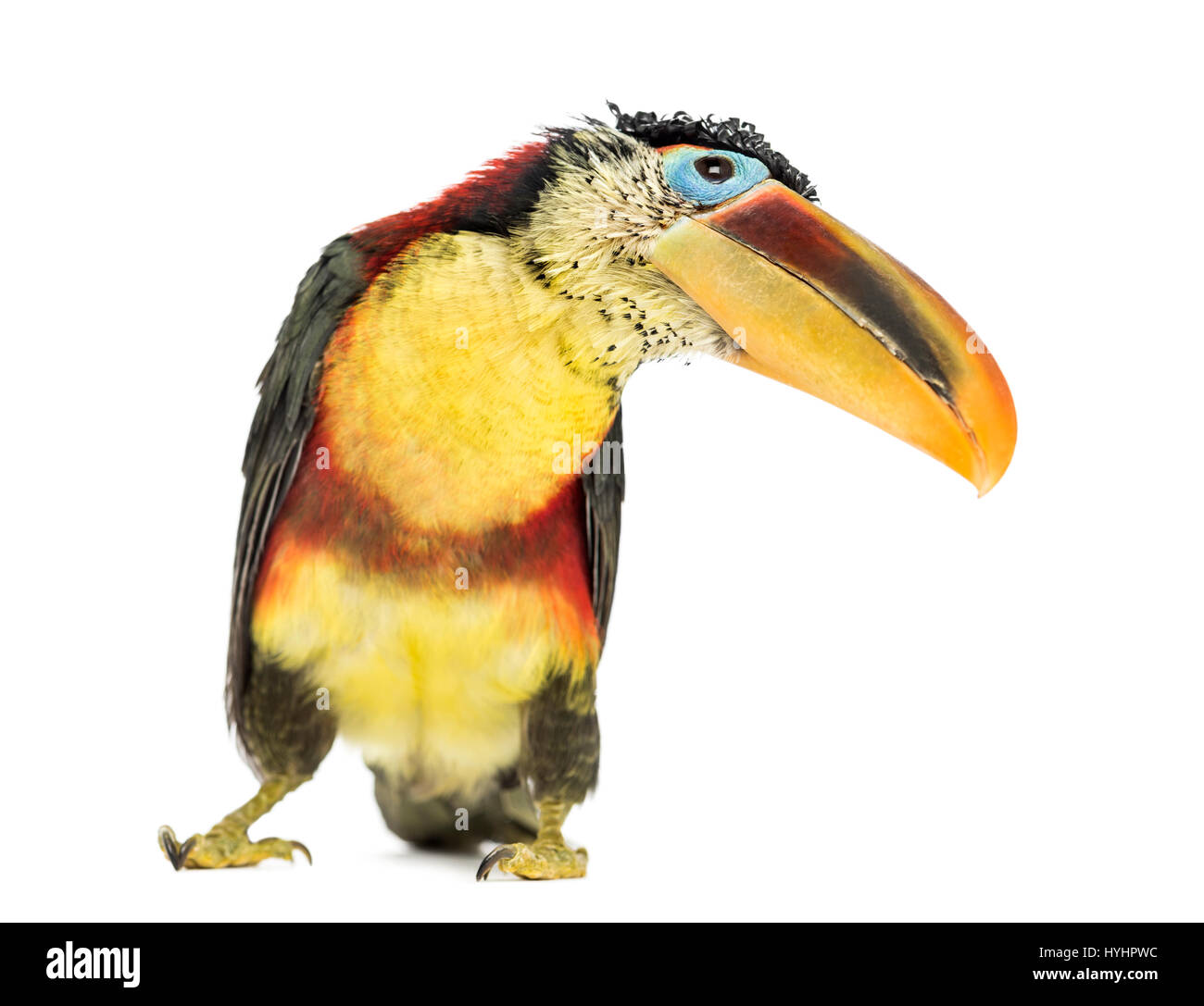 Curl crested aracari hi-res stock photography and images - Alamy