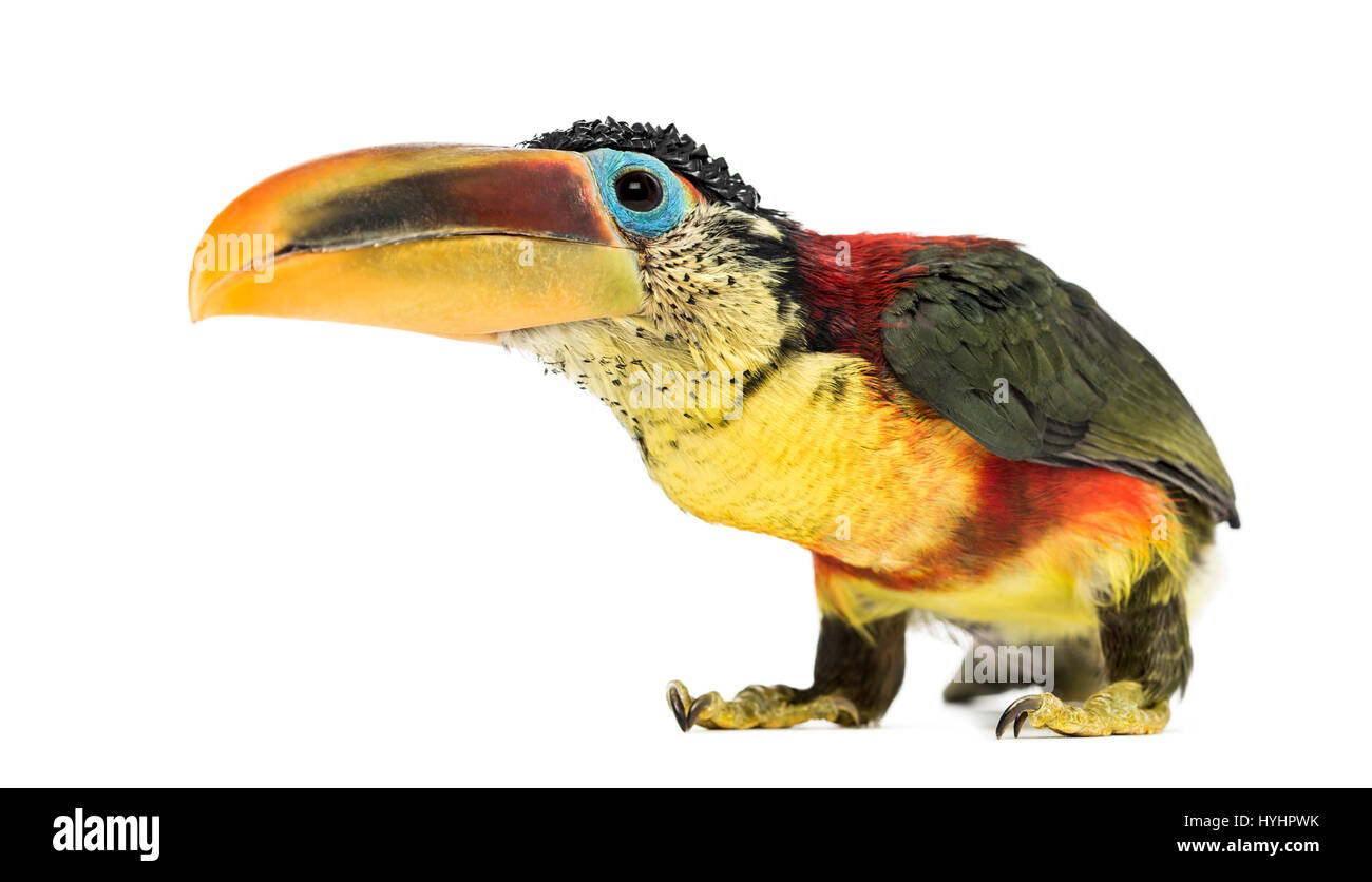 Curl crested aracari hi-res stock photography and images - Alamy