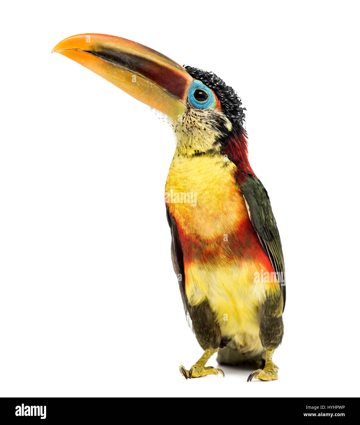 Curl Crested Aracari High Resolution Stock Photography and Images - Alamy