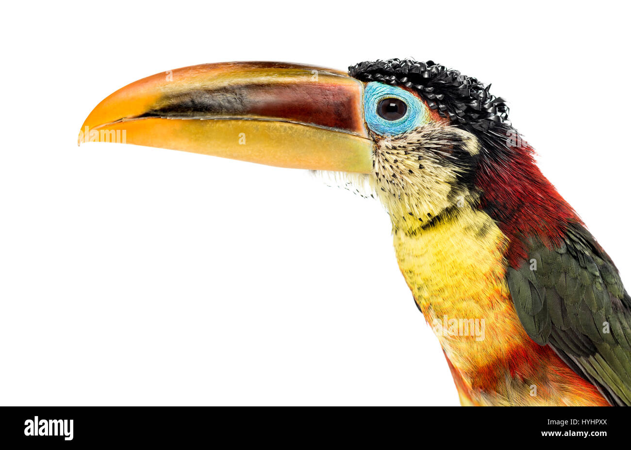 Close-up of a Curl-crested aracari, isolated on white Stock Photo - Alamy