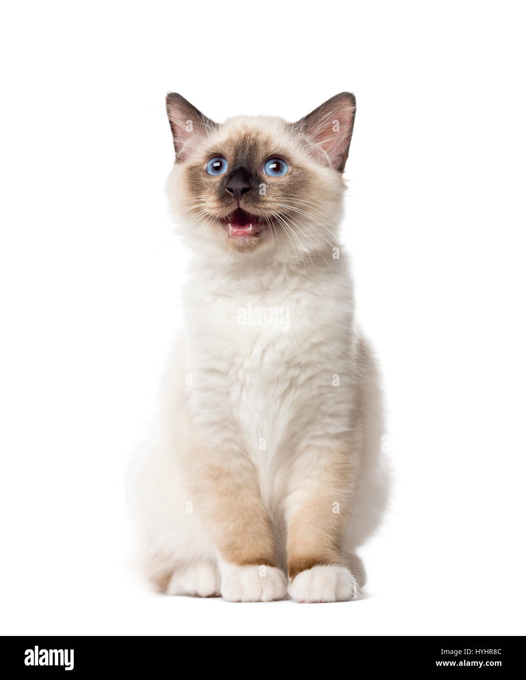 Mewing hi-res stock photography and images - Alamy