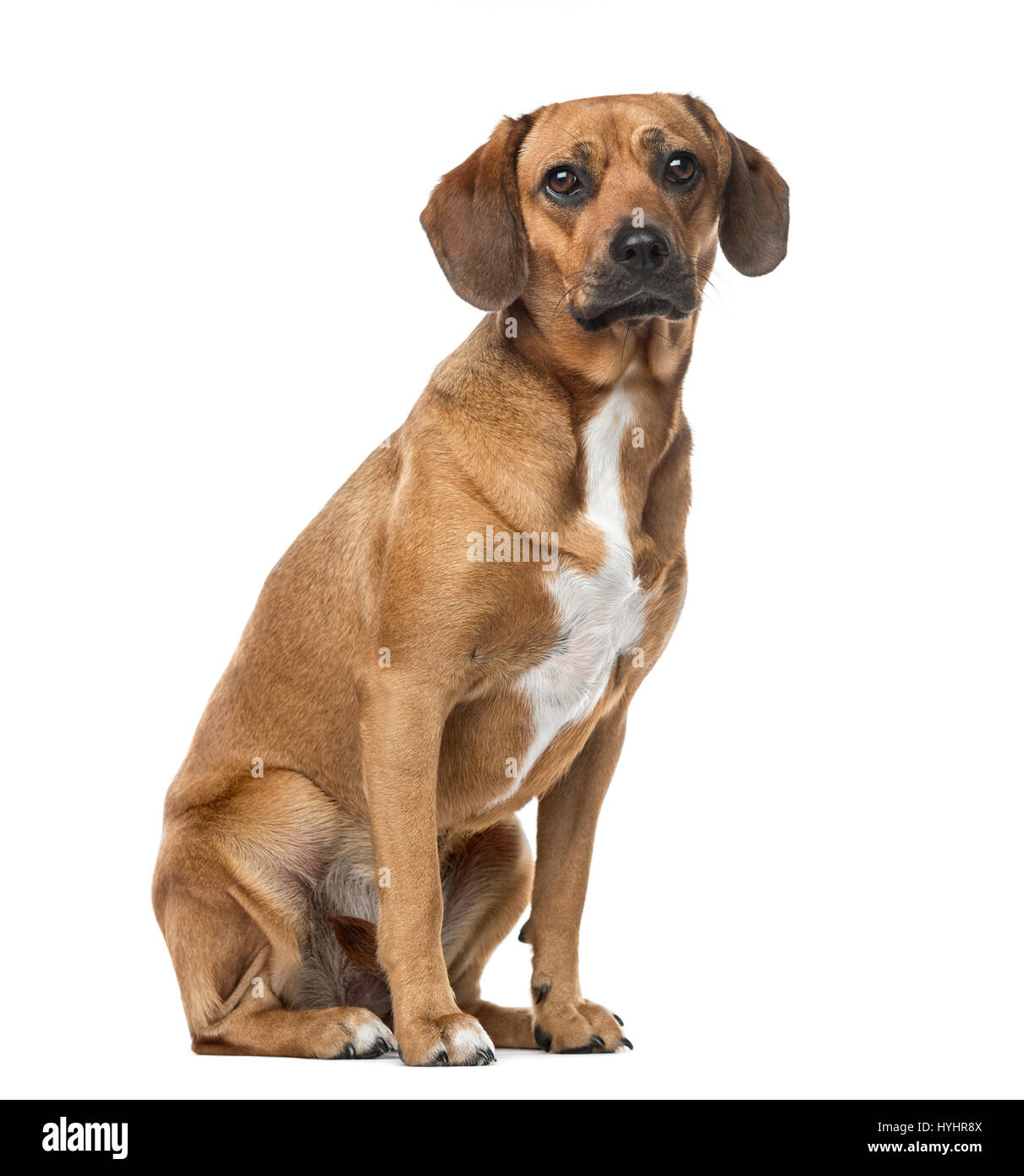 Rhodesian ridgeback sitting, isolated on white Stock Photo - Alamy