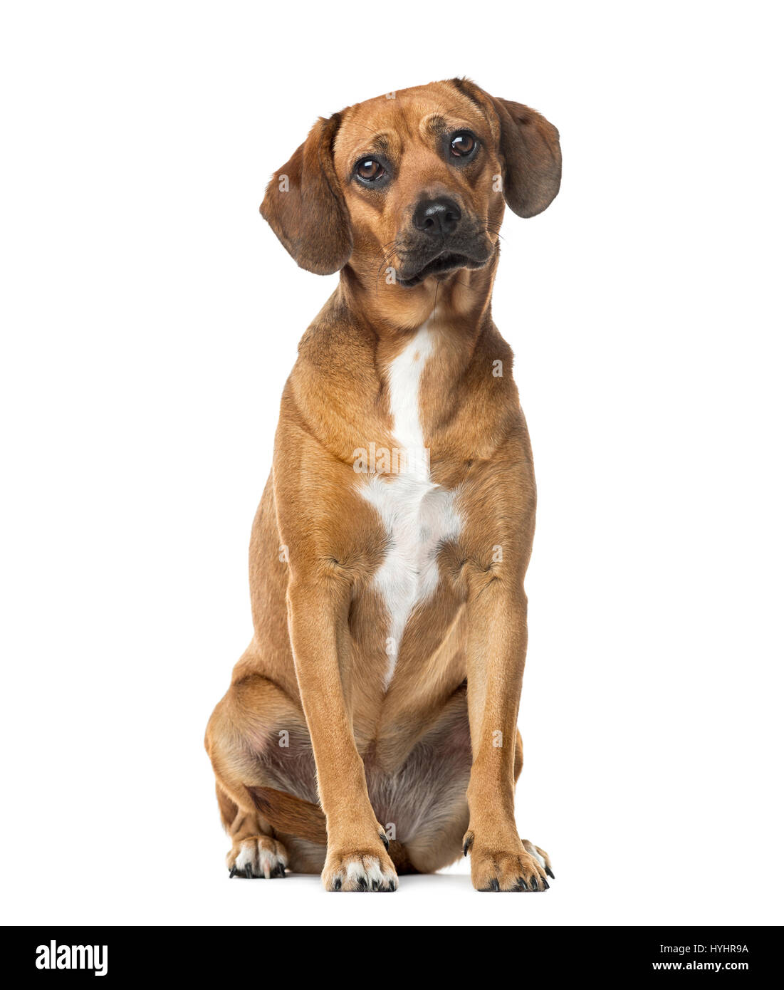 Rhodesian ridgeback sitting, isolated on white Stock Photo - Alamy