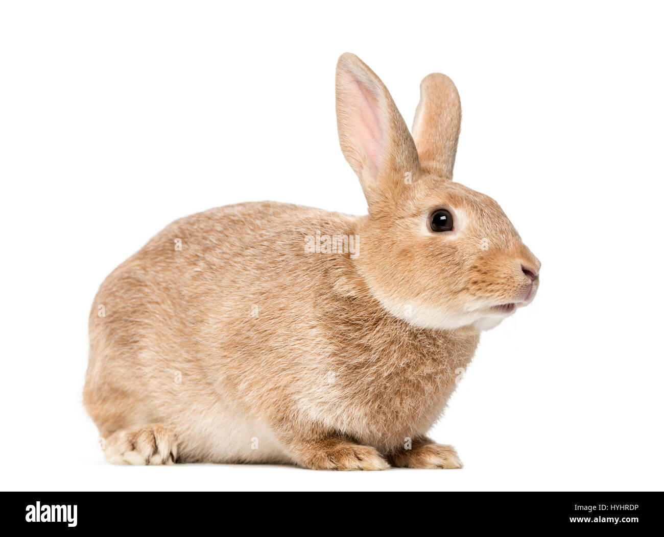 Brown rabbit lying, isolated on white Stock Photo - Alamy