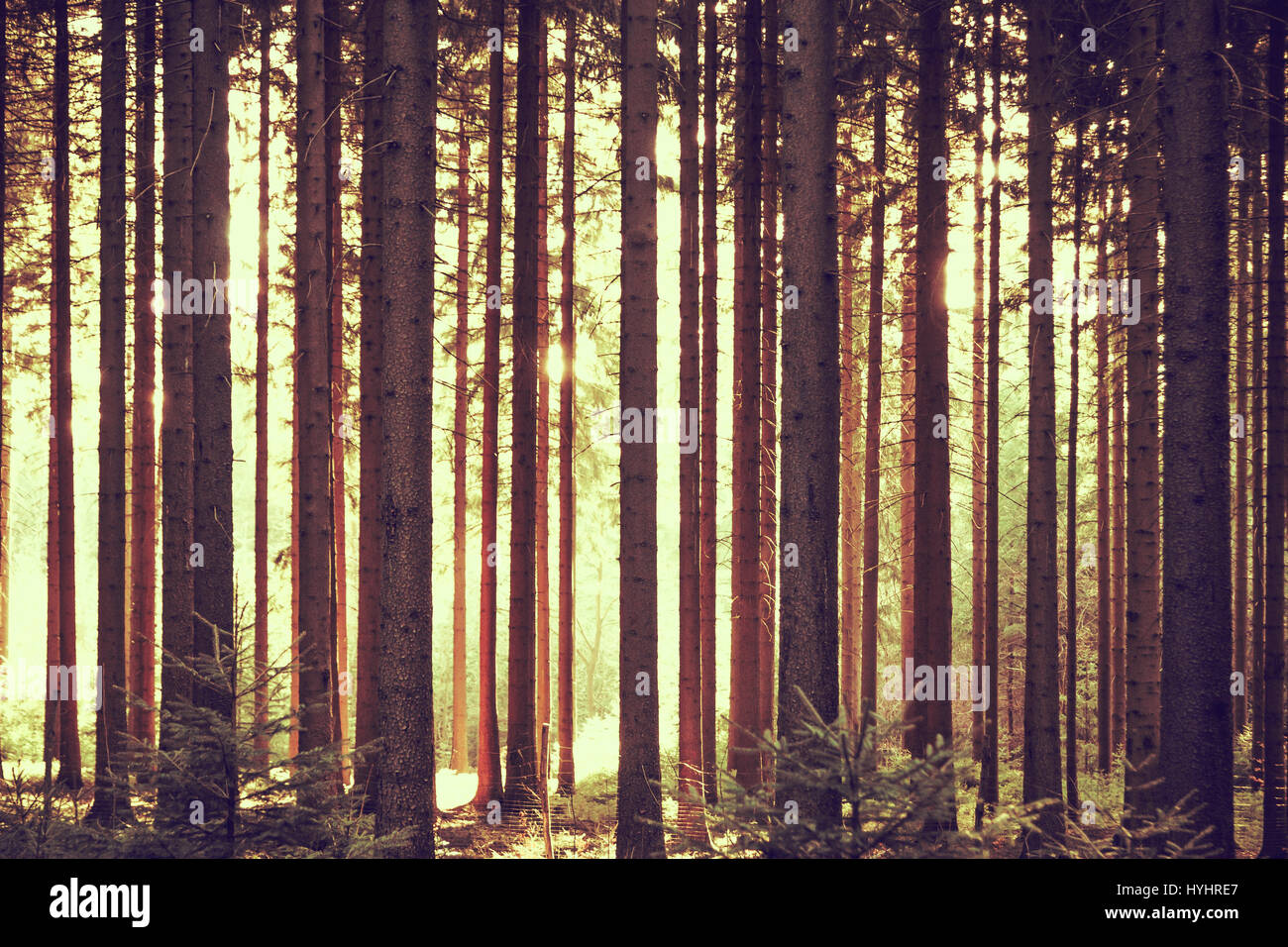 Straight trees hi-res stock photography and images - Alamy
