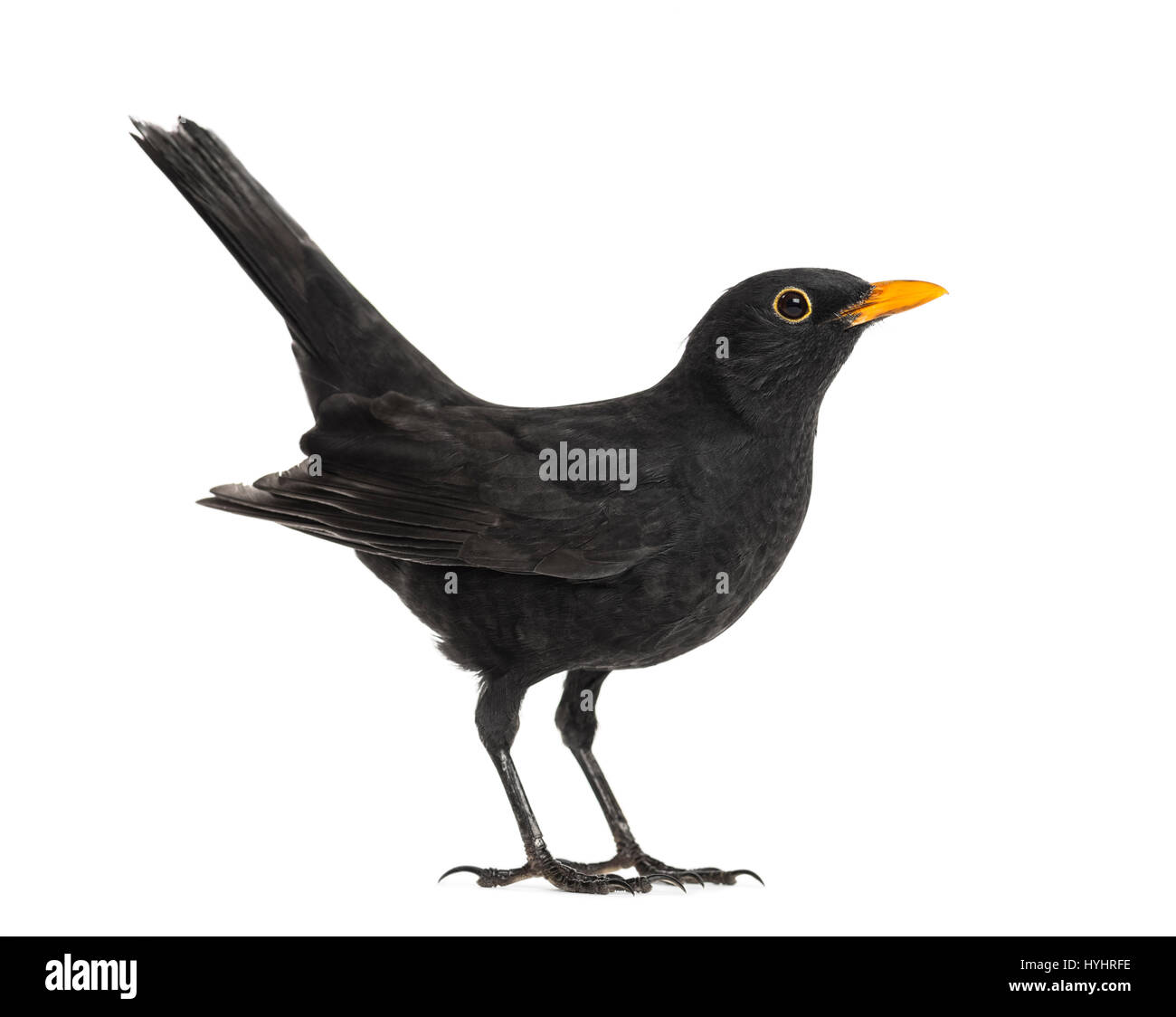 Side view of a blackbird, isolated on white Stock Photo - Alamy