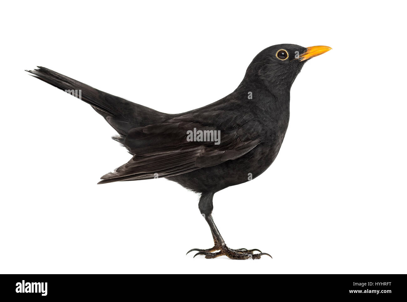 Blackbird Turdus merula , isolated on white Stock Photo - Alamy