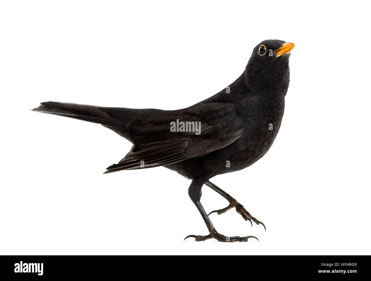 Blackbird Turdus merula looking up , isolated on white Stock Photo - Alamy