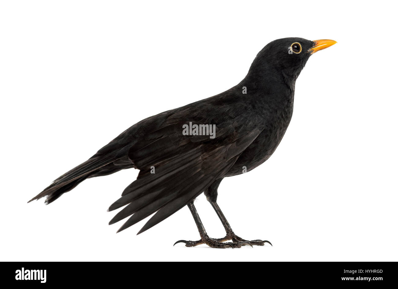 Blackbird Turdus merula , isolated on white Stock Photo - Alamy