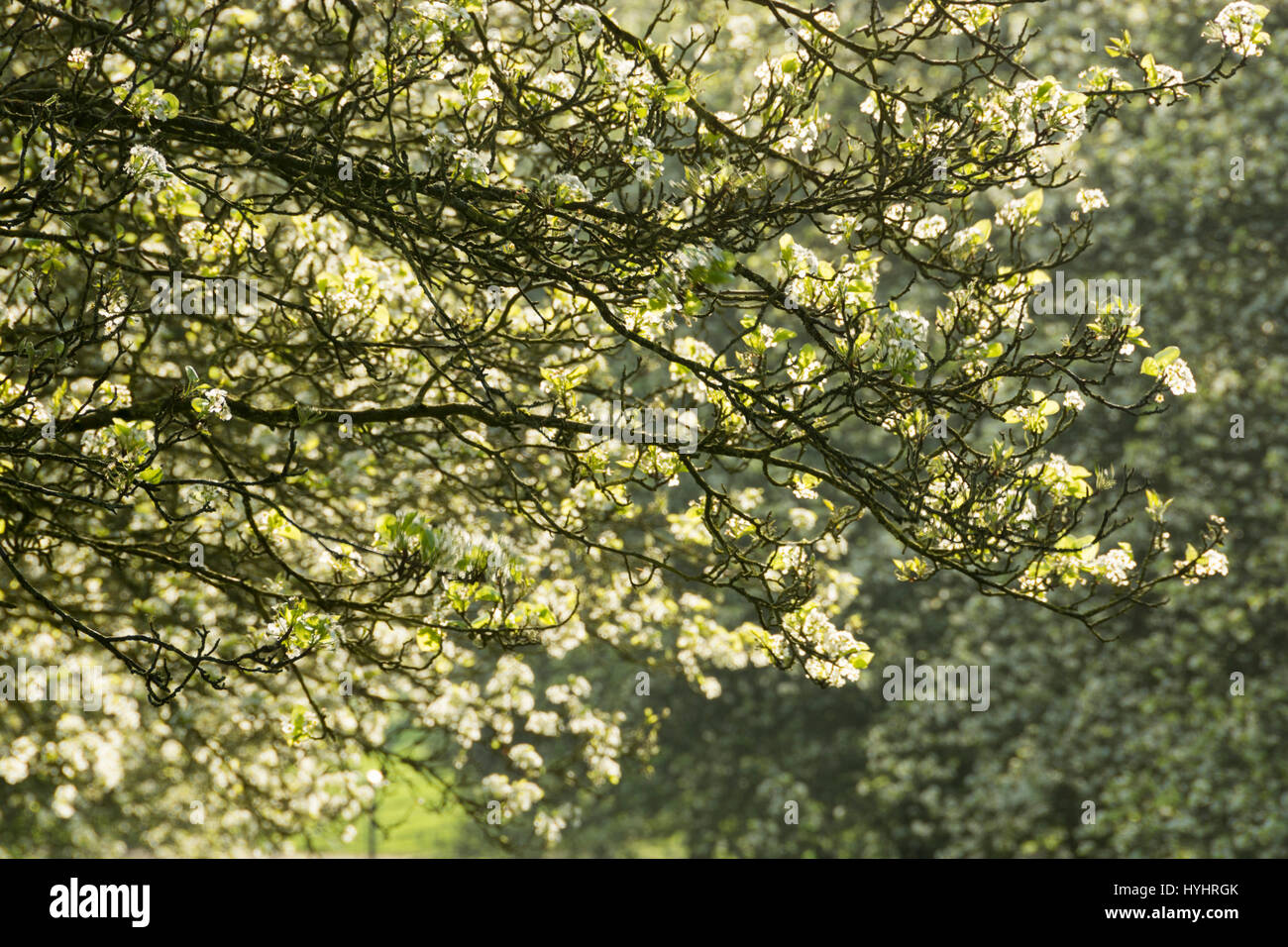 Mansion flowering spring trees hi-res stock photography and images - Alamy