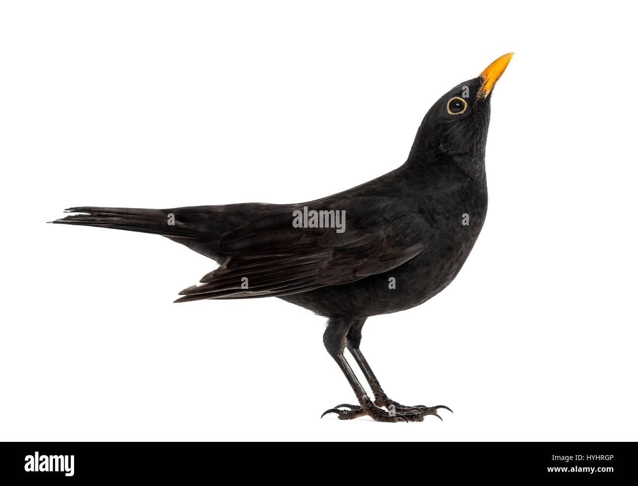Blackbird Turdus merula looking up , isolated on white Stock Photo - Alamy