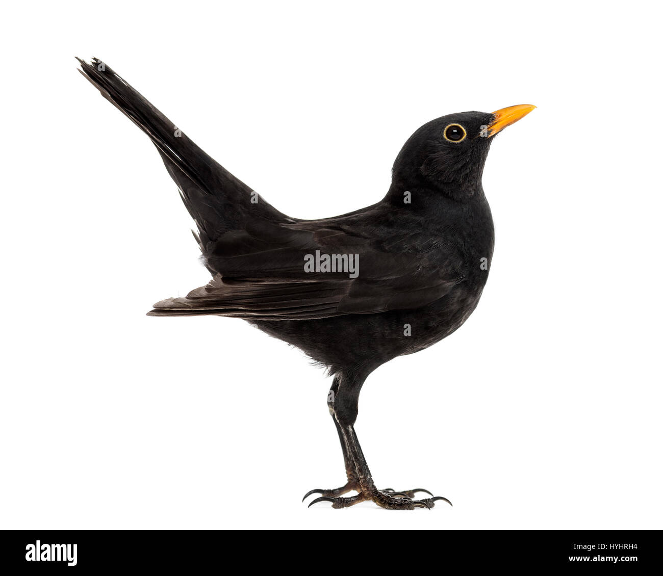 Blackbird Turdus merula , isolated on white Stock Photo - Alamy