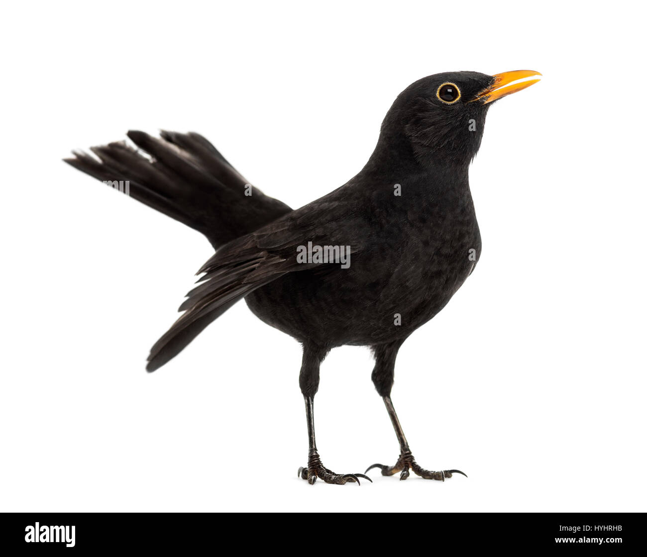 Blackbird Turdus merula , isolated on white Stock Photo - Alamy