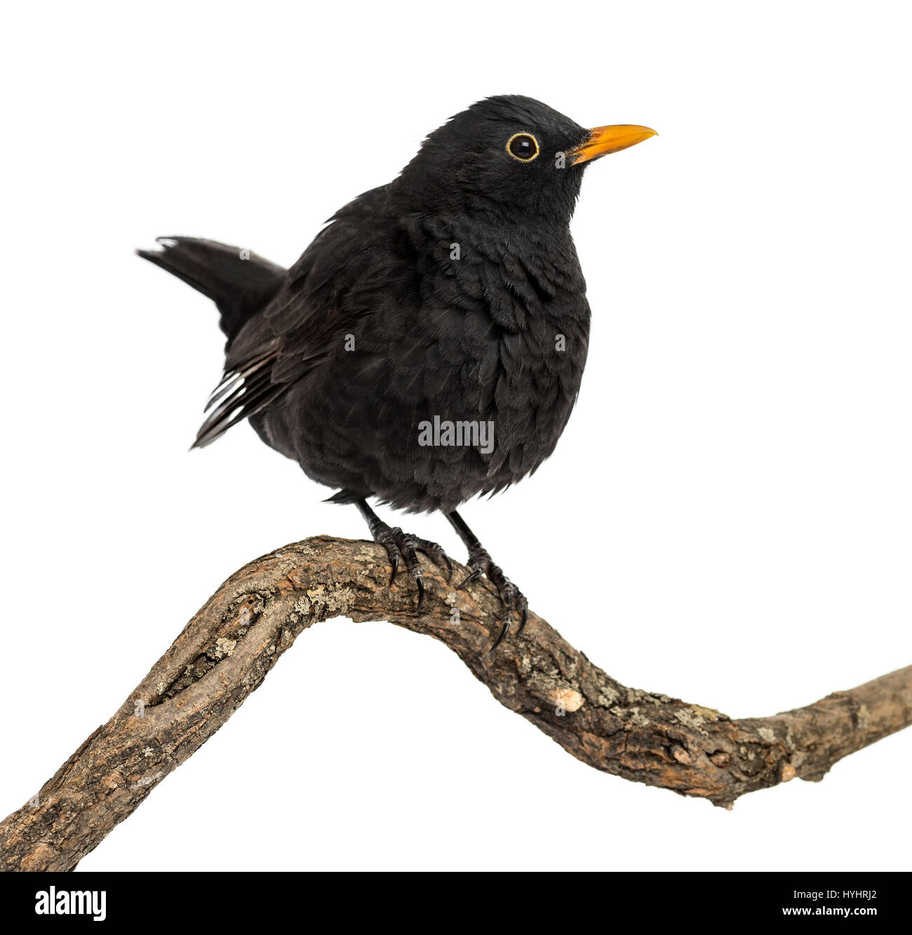 Turdus merula on a wood branch , isolated on white Stock Photo - Alamy