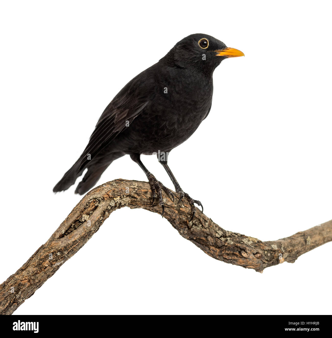 Turdus merula on a wood branch , isolated on white Stock Photo - Alamy