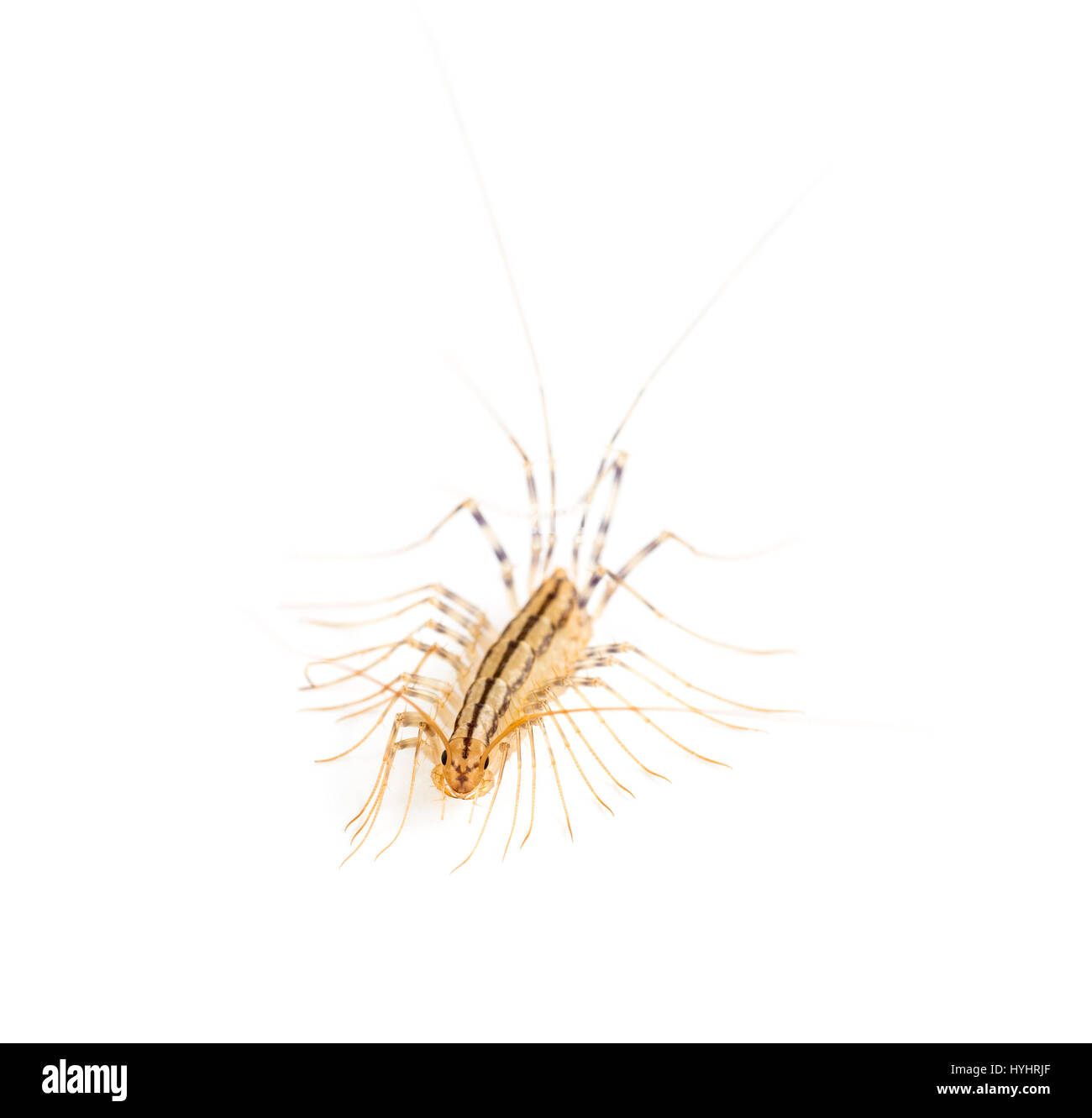 Yellowish-grey centipede, isolated on white Stock Photo - Alamy
