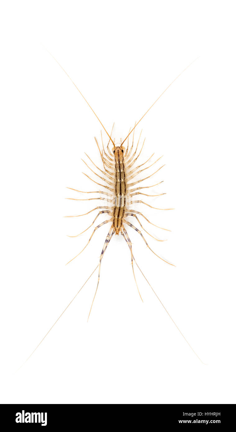 Yellowish-grey centipede, isolated on white Stock Photo - Alamy