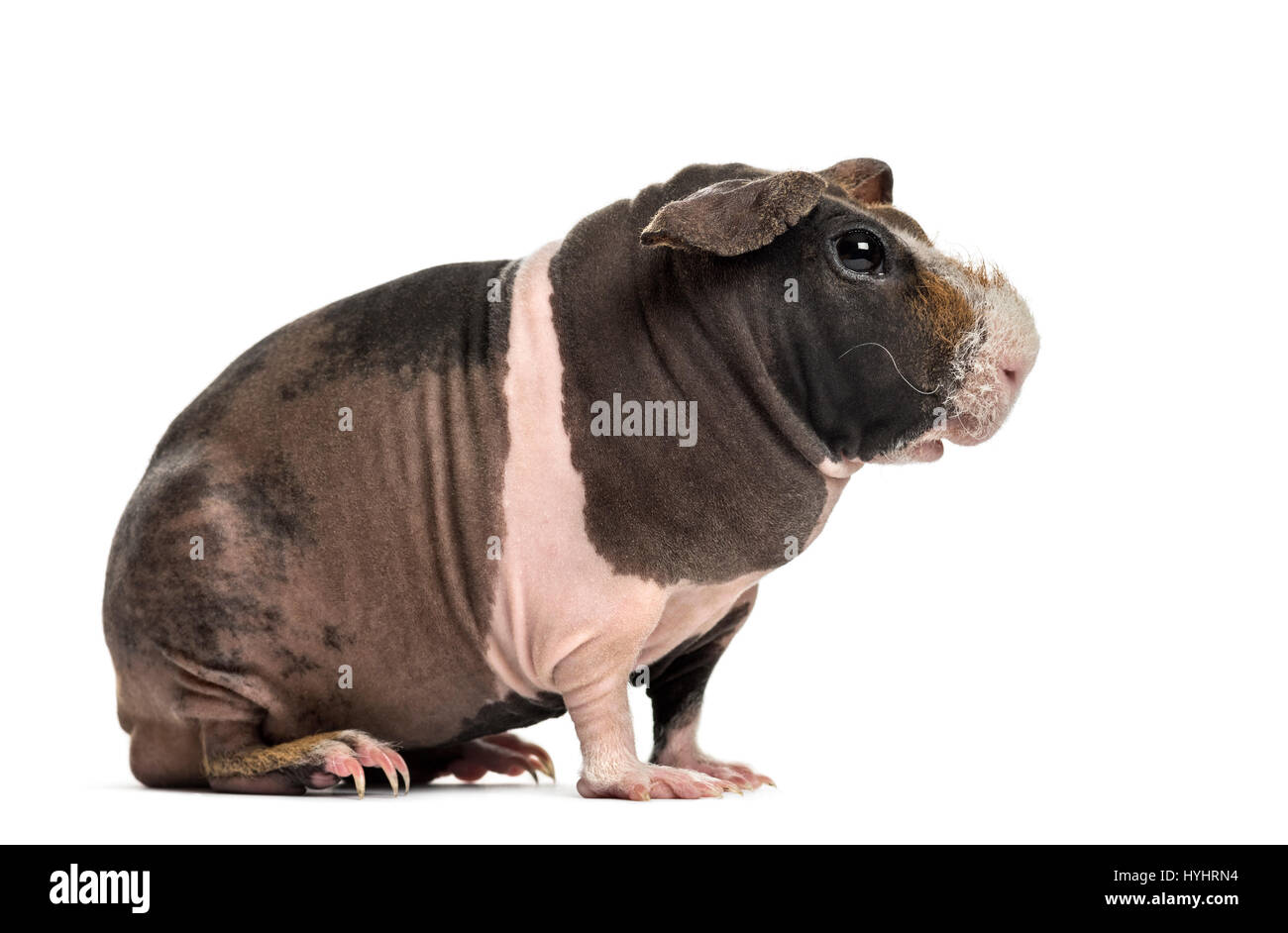 Side view of hairless guinea pig, isolated on white Stock Photo - Alamy