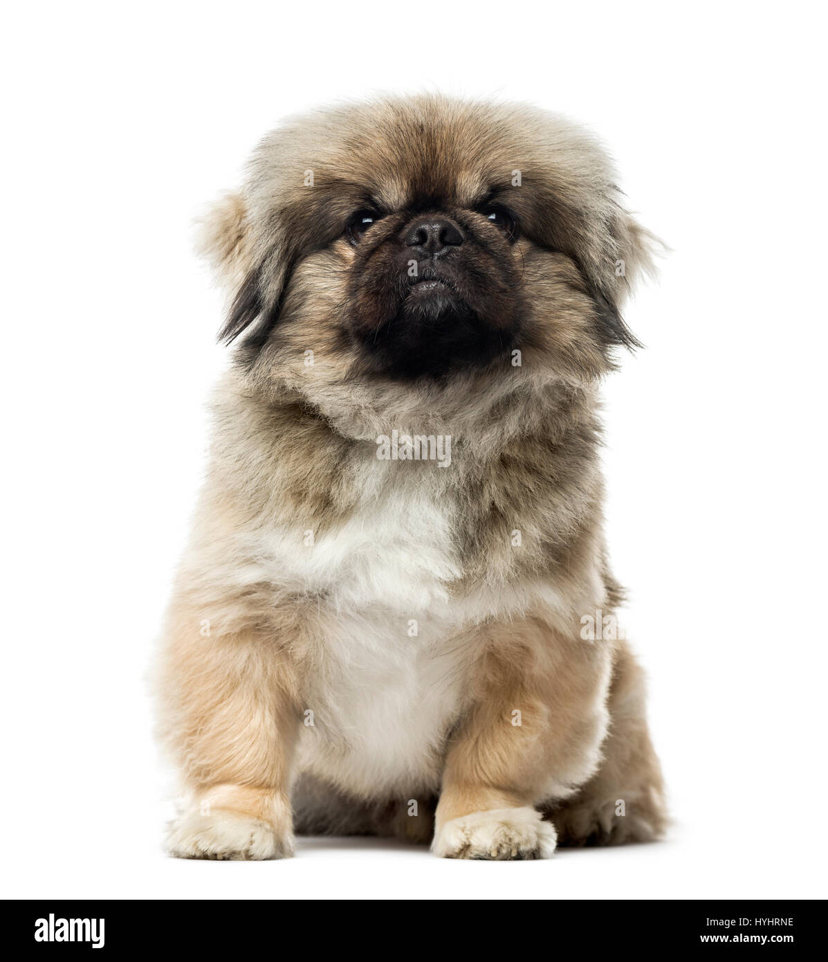 White Chubby Pekingese