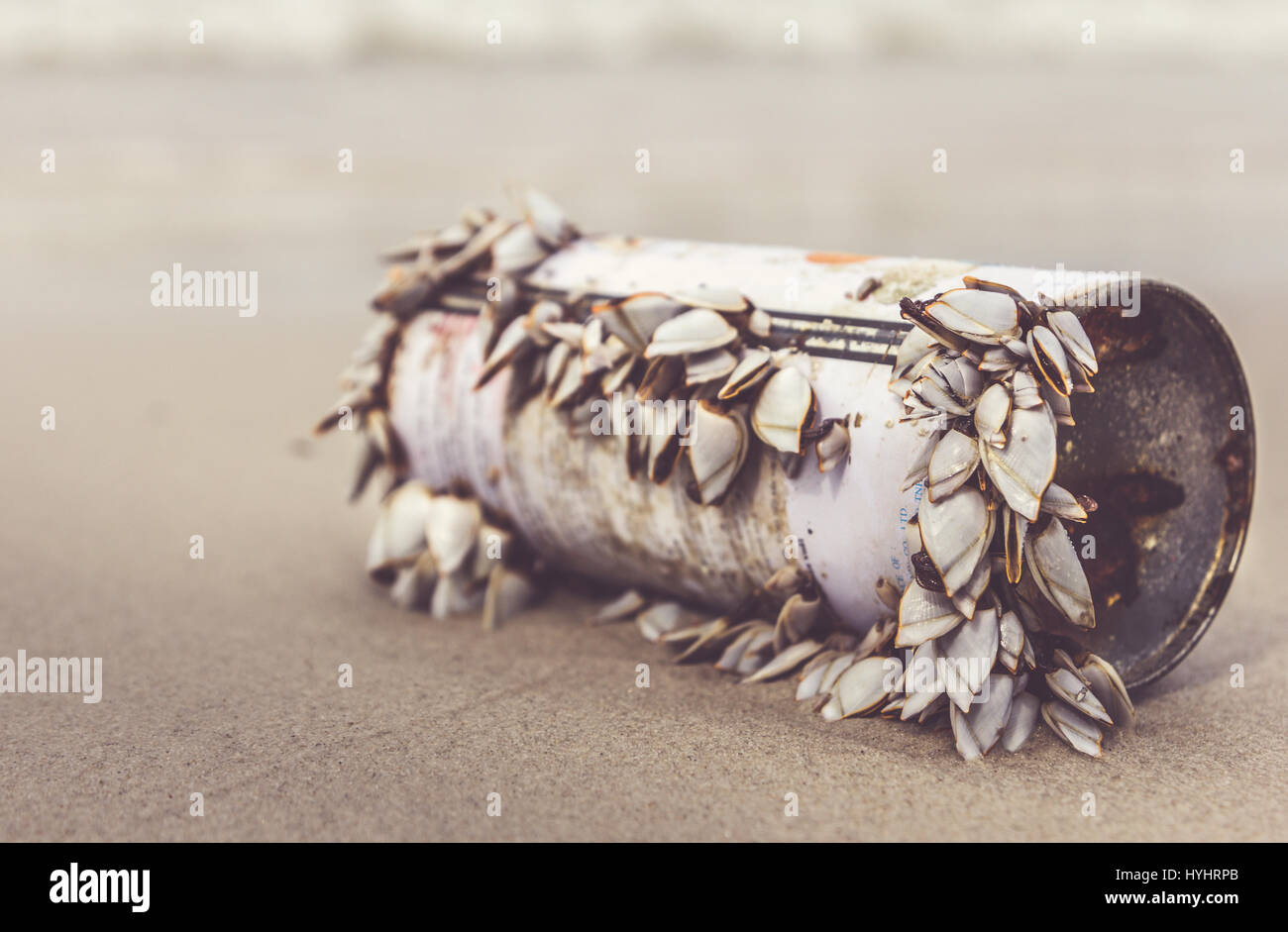 Mussels on a can - symbol for enviromental pollution Stock Photo - Alamy