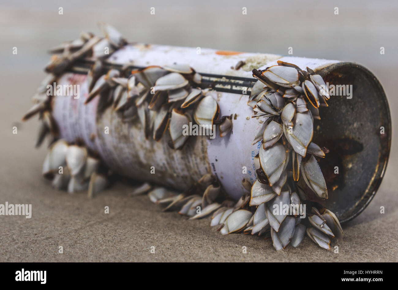 Mussels on a can - symbol for enviromental pollution Stock Photo - Alamy